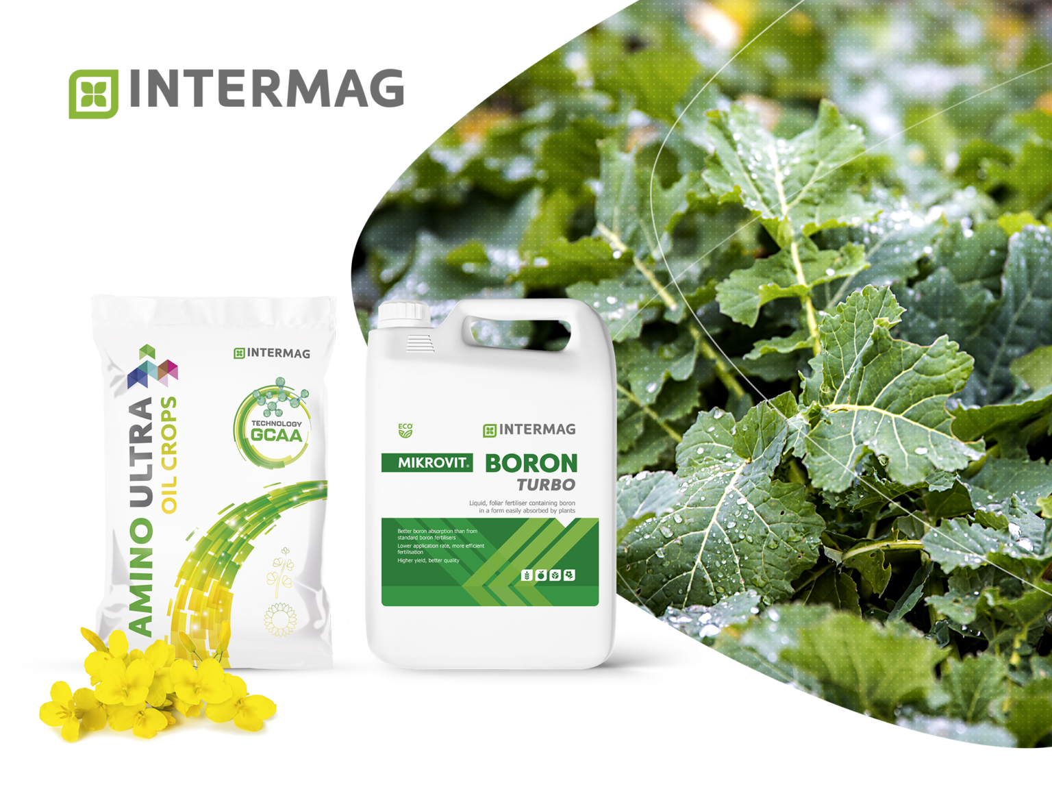 Autumn fertilization of oilseed rape - plants need a nutrient ...