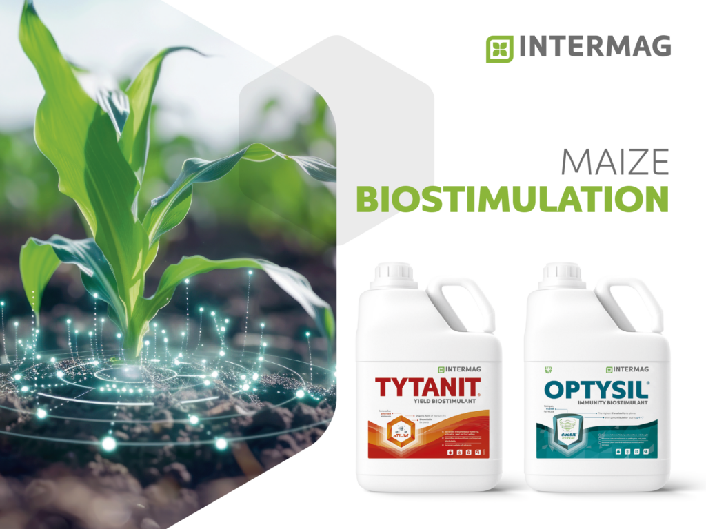 Maize biostimulation matters! - Intermag