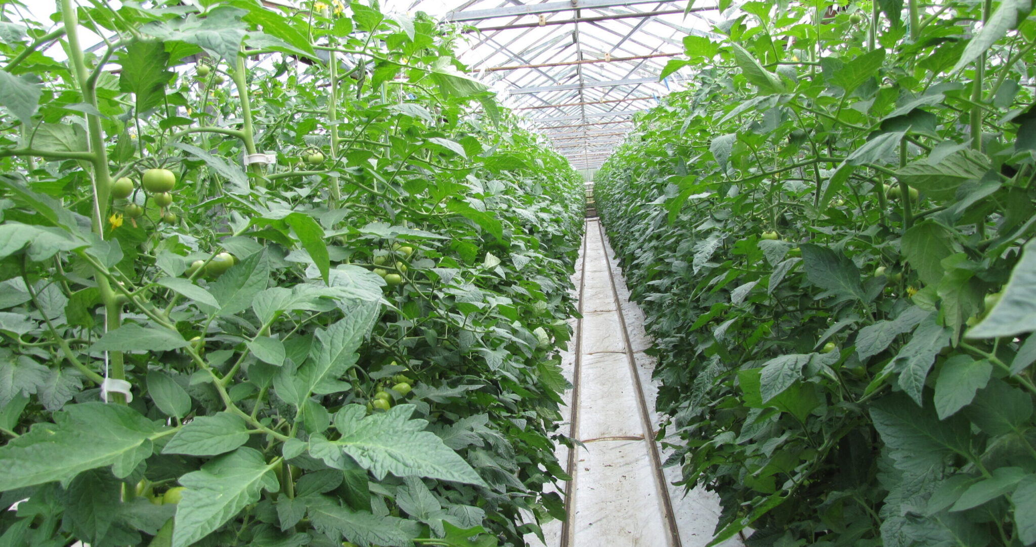 CROP GUIDES: TOMATO (FRESH-MARKET) - Intermag
